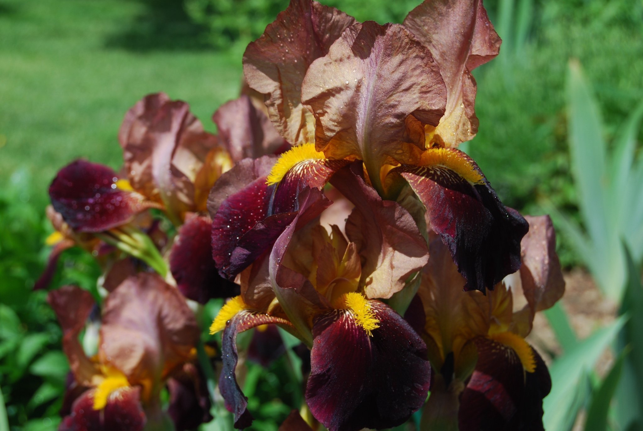 Se produkter som liknar Iris 'Bruno’ på Tradera (694850115)