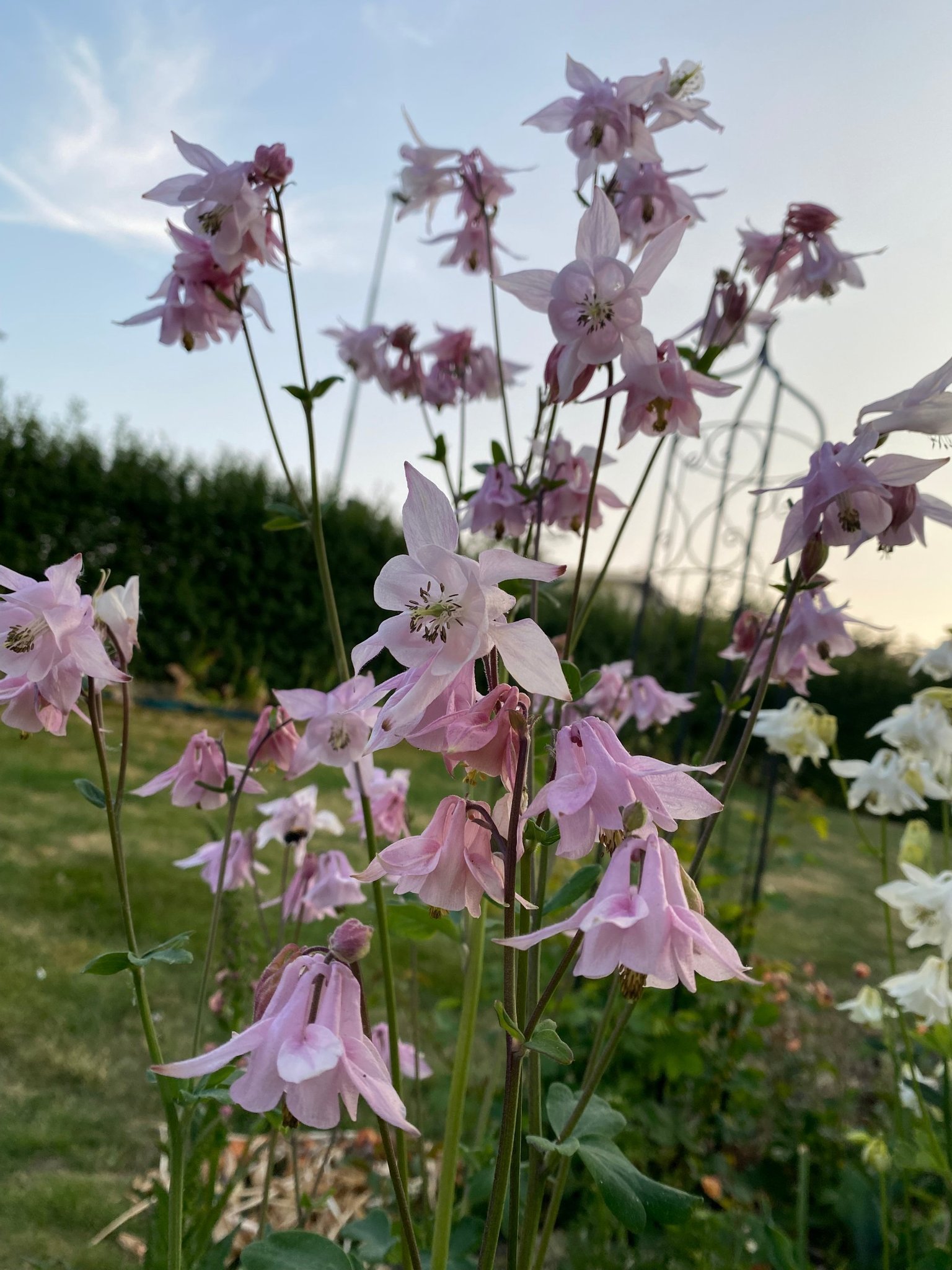 Vackra Akleja frön perenn blomma blommor | Köp på Tradera (704456754)