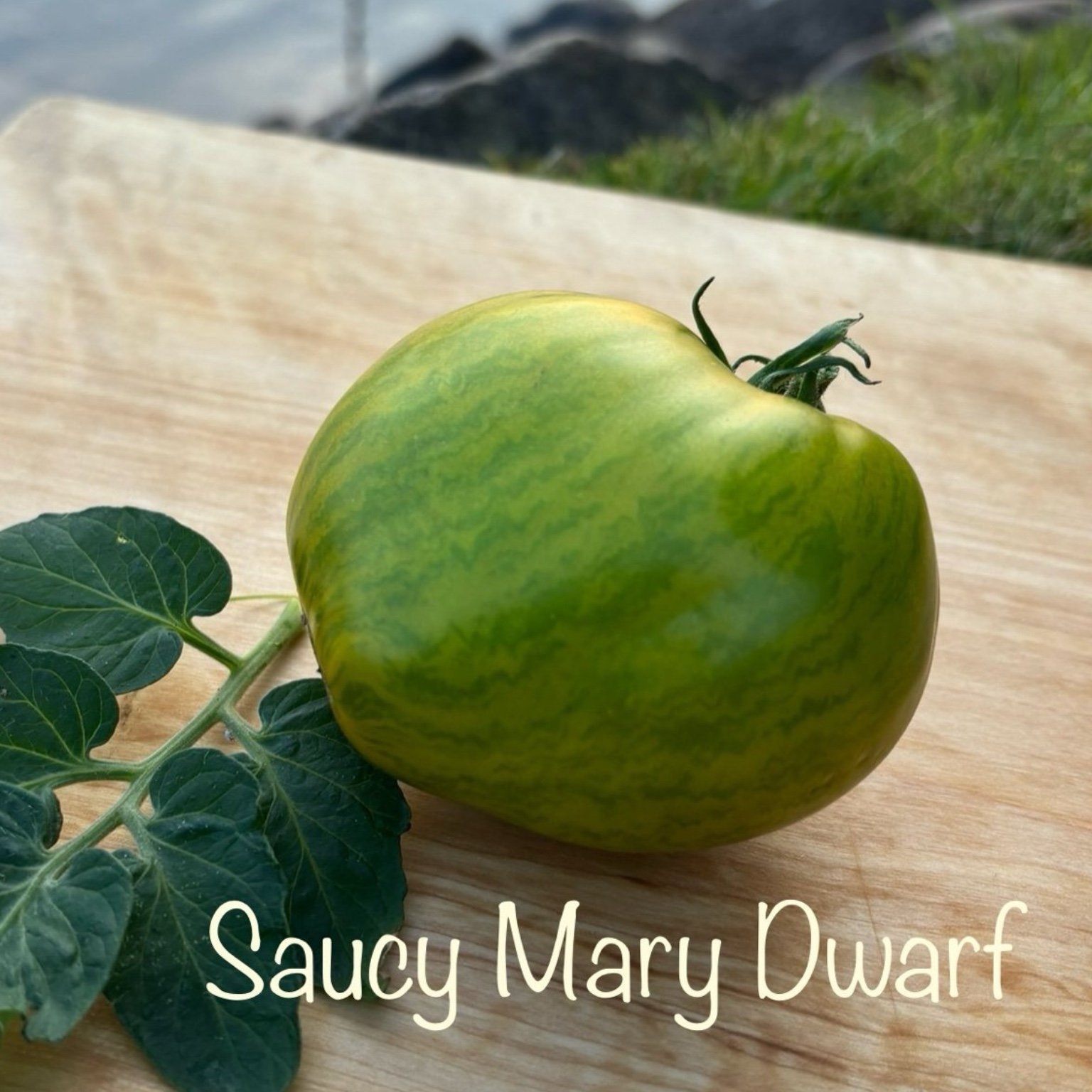 Saucy Mary Dwarf 10 Tomatfrön | Köp på Tradera (707264878)