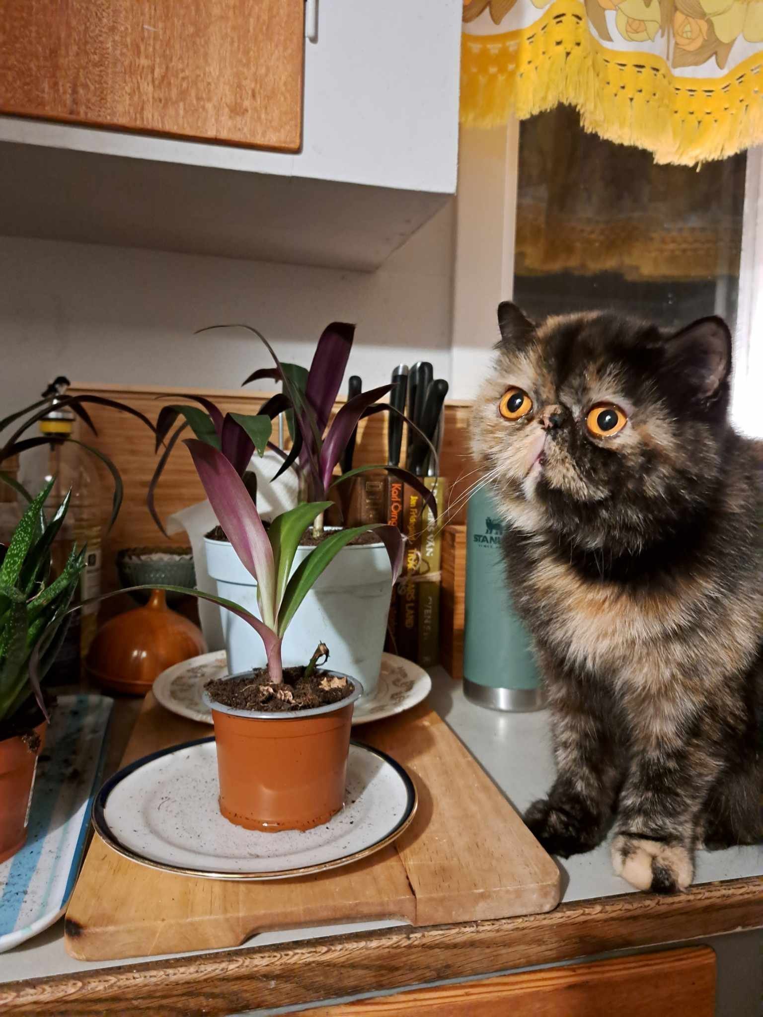 Se produkter som liknar Blomstervagga Tradescantia sp.. på Tradera ... Se produkter som liknar Blomstervagga Tradescantia sp.. på Tradera ...