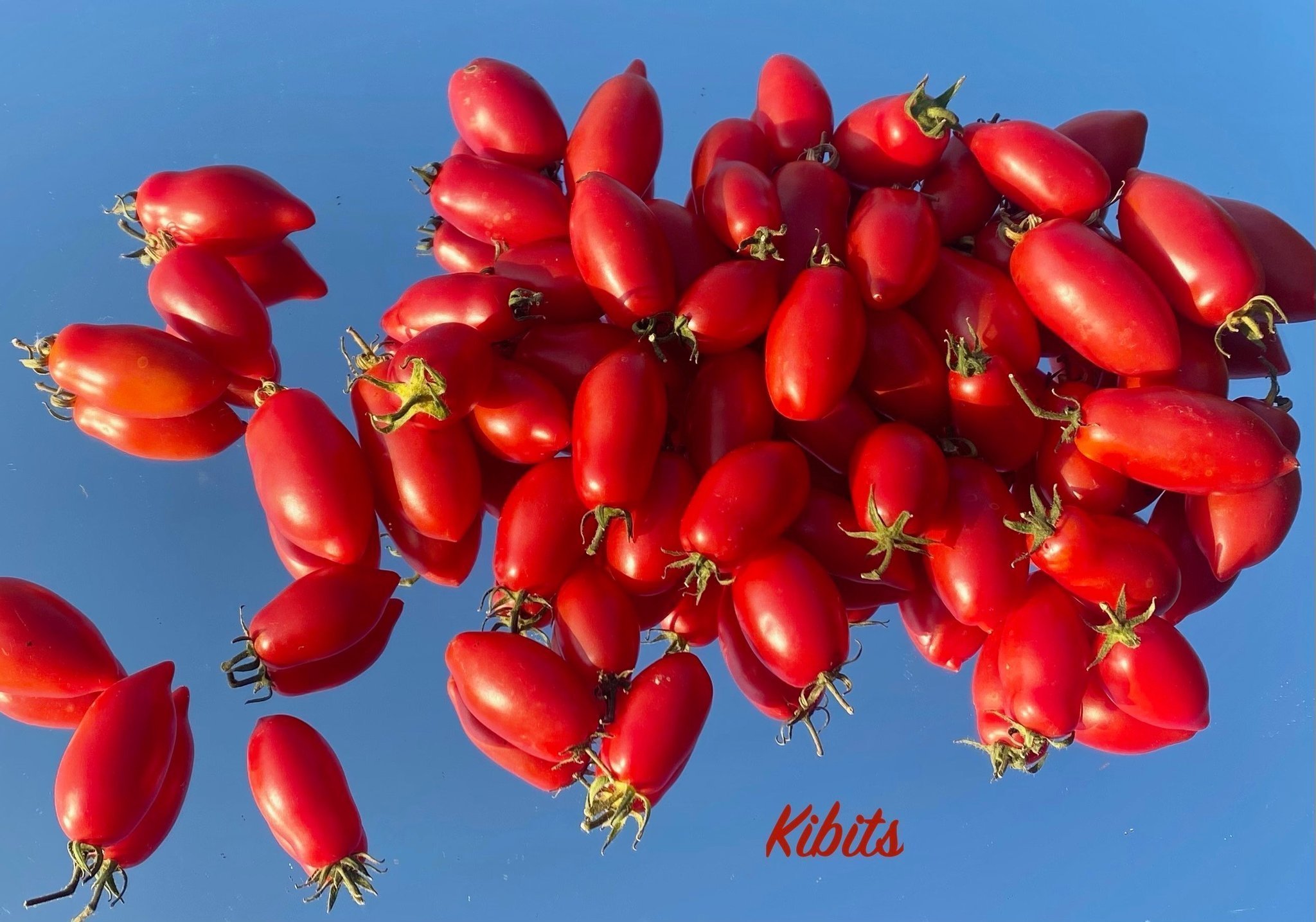 KIBITS - Ukrainsk liten busktomat. Tomat frön | Köp på Tradera (700874850)