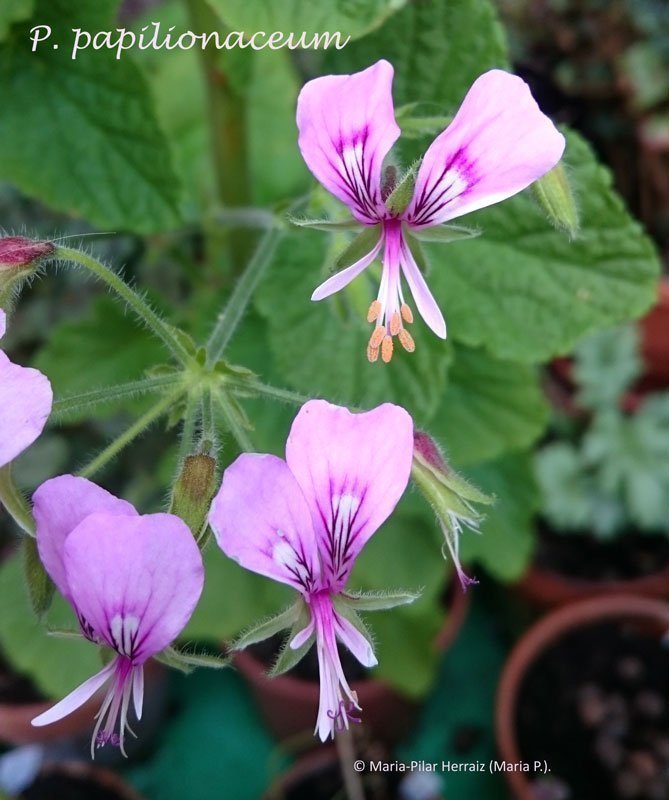 Se produkter som liknar P. australe, P. papilionaceum.. på Tradera (699776538)