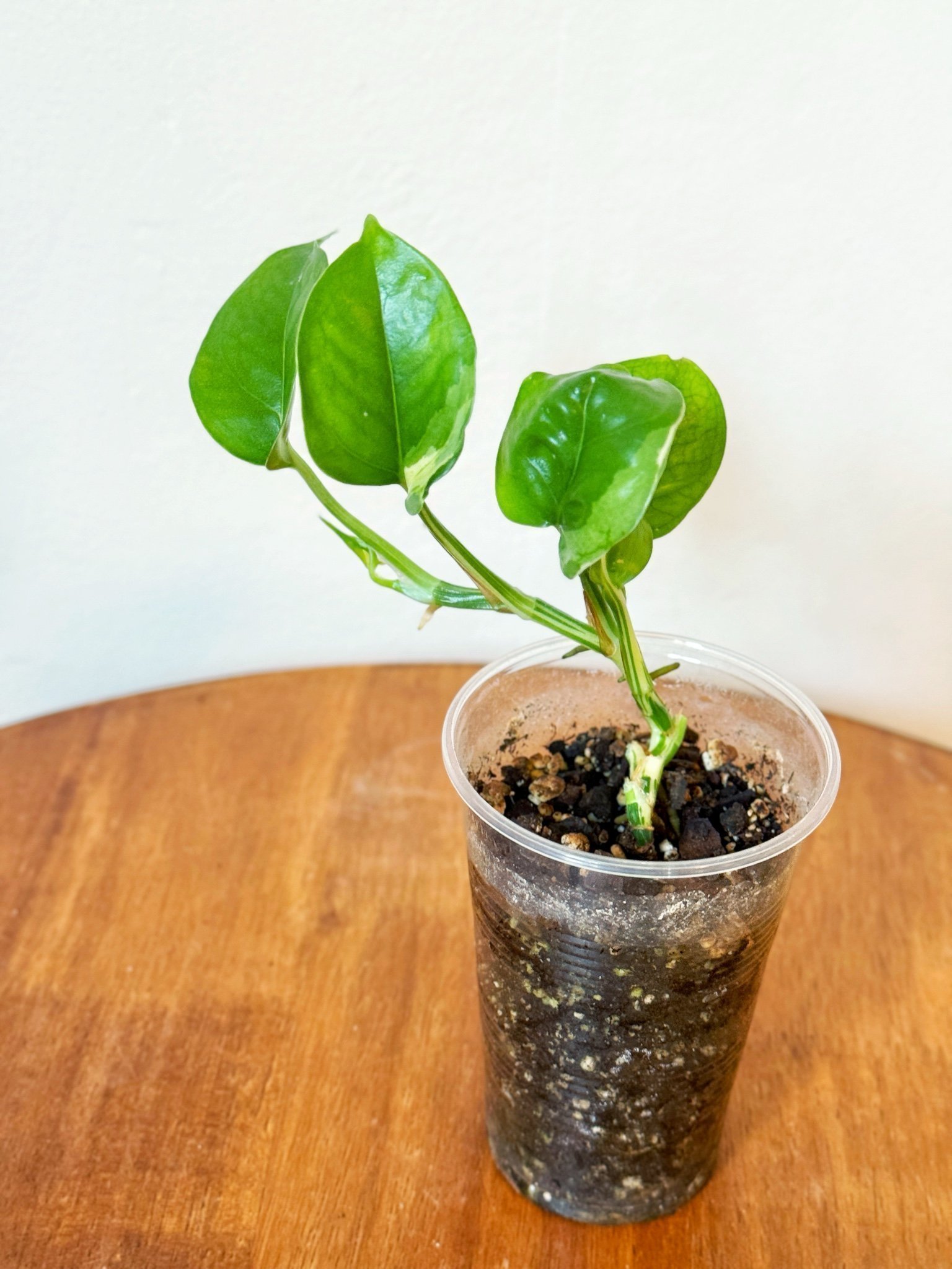 Epipremnum ” NJOY / N'JOY " Liten planta (Potho.. | Köp på Tradera ...