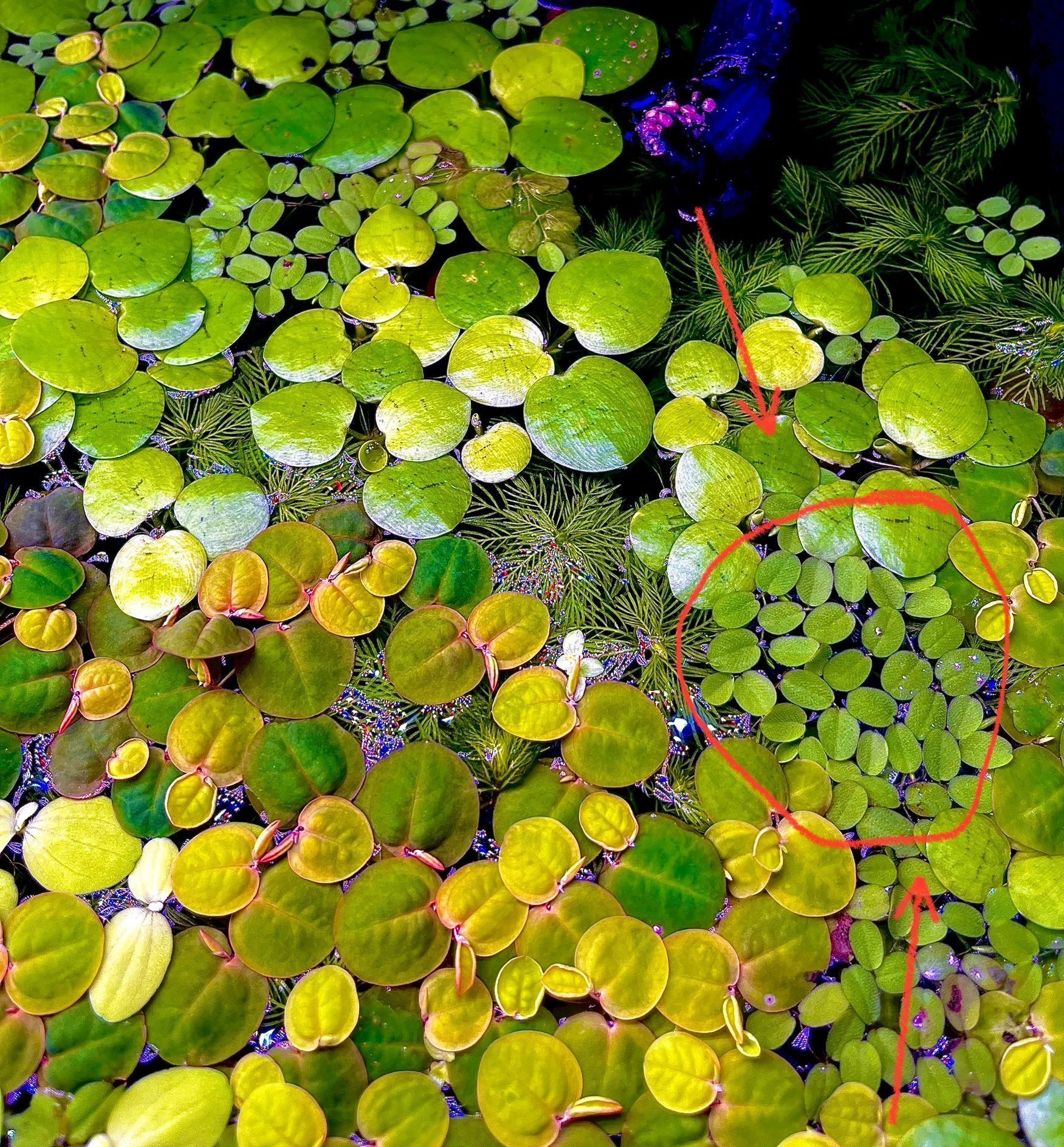 Flytväxter akvarium ”salvinia natans" | Köp på Tradera (610563169)