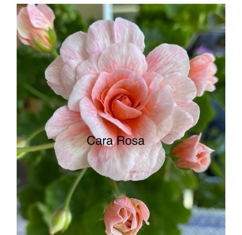 Se produkter som liknar Pelargon ZONARTIC CARA ROSA på Tradera (625680426)
