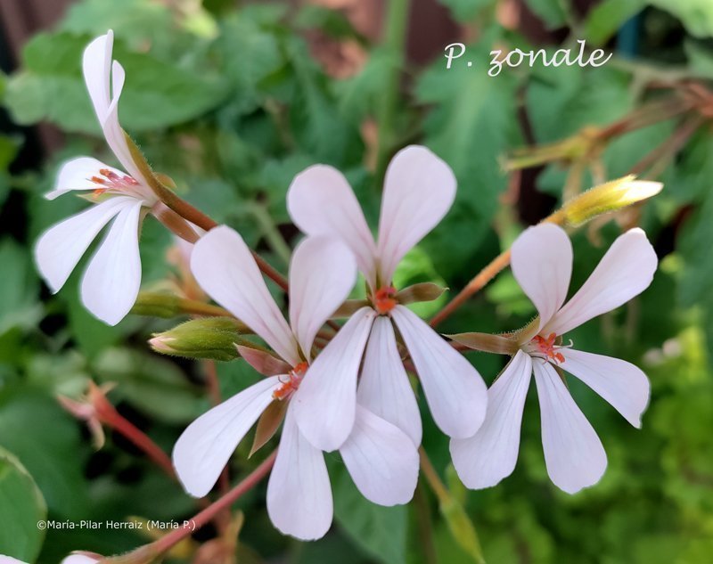 Se produkter som liknar P. incrassatum och P. zonale... på Tradera (704730500)