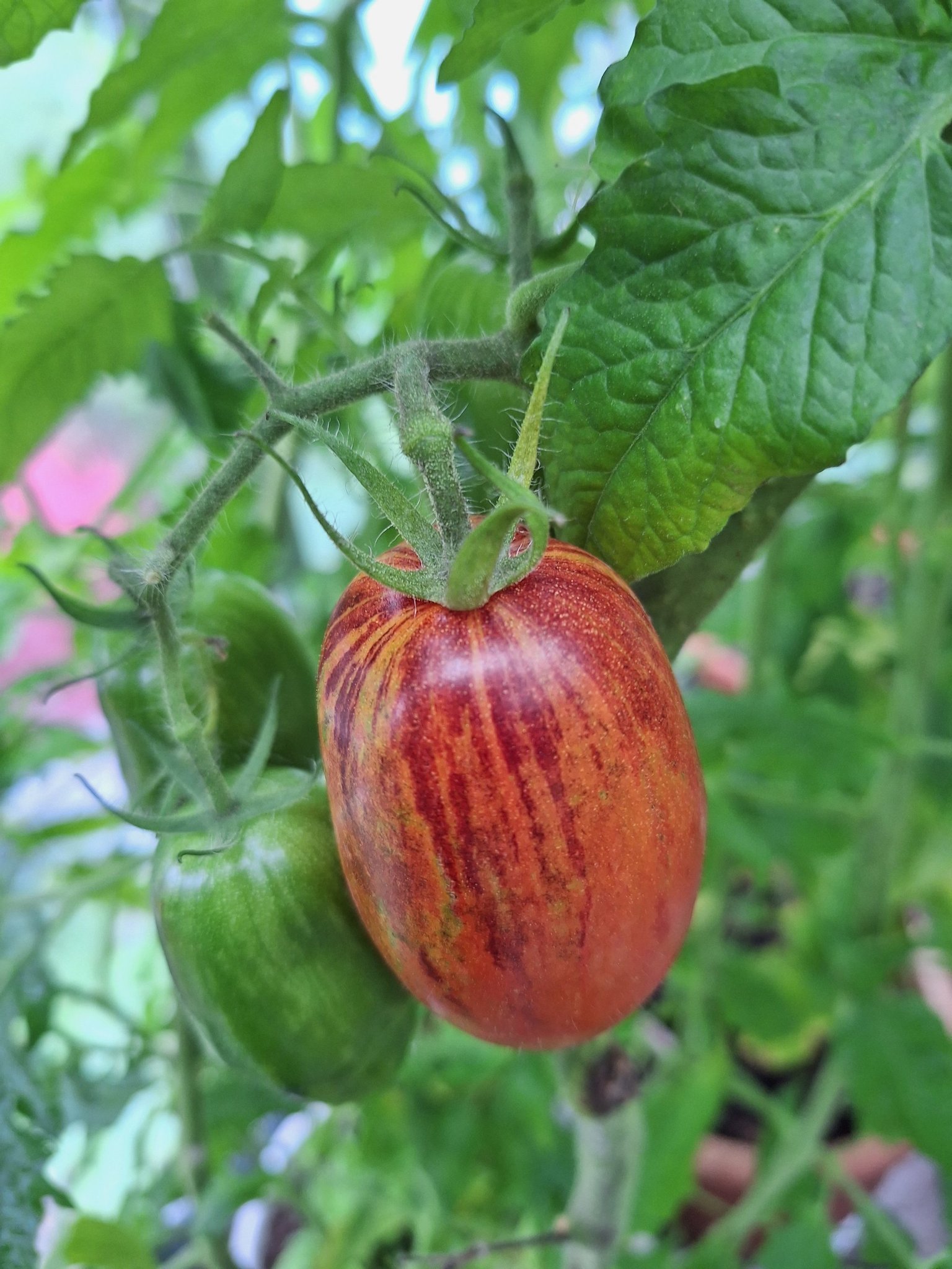 Dwarf Shadow Boxing - som får flerfärgade marmo.. | Köp på Tradera ...