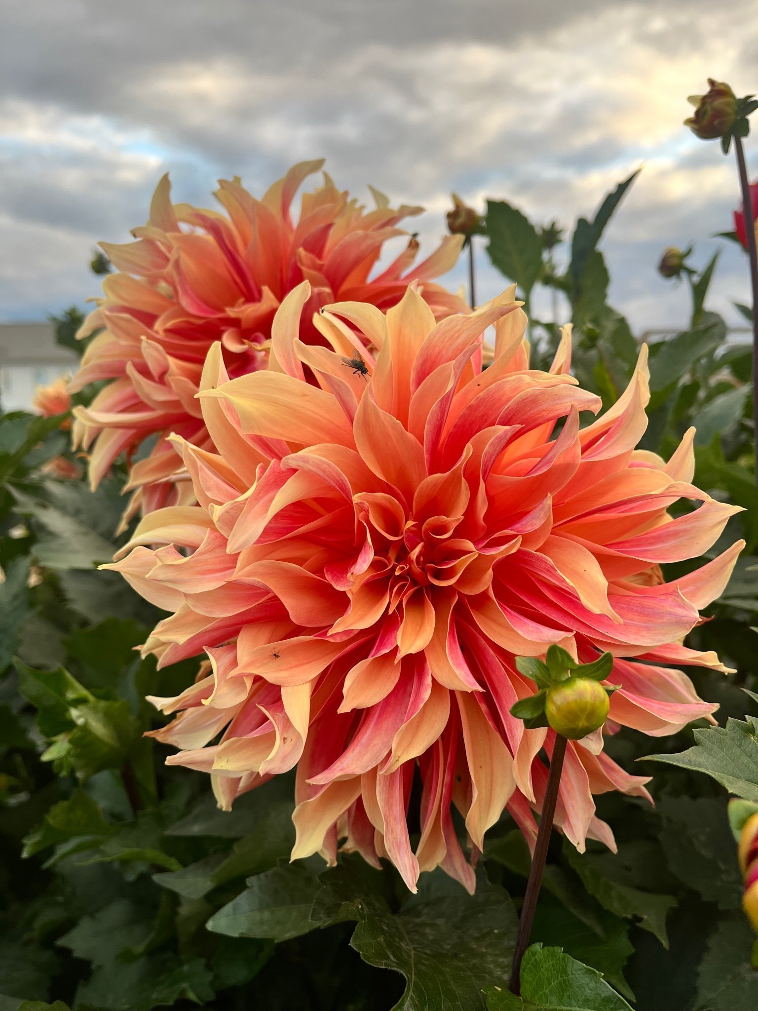 Dahlia Labyrinth - singelknöl | Köp på Tradera (709738835)