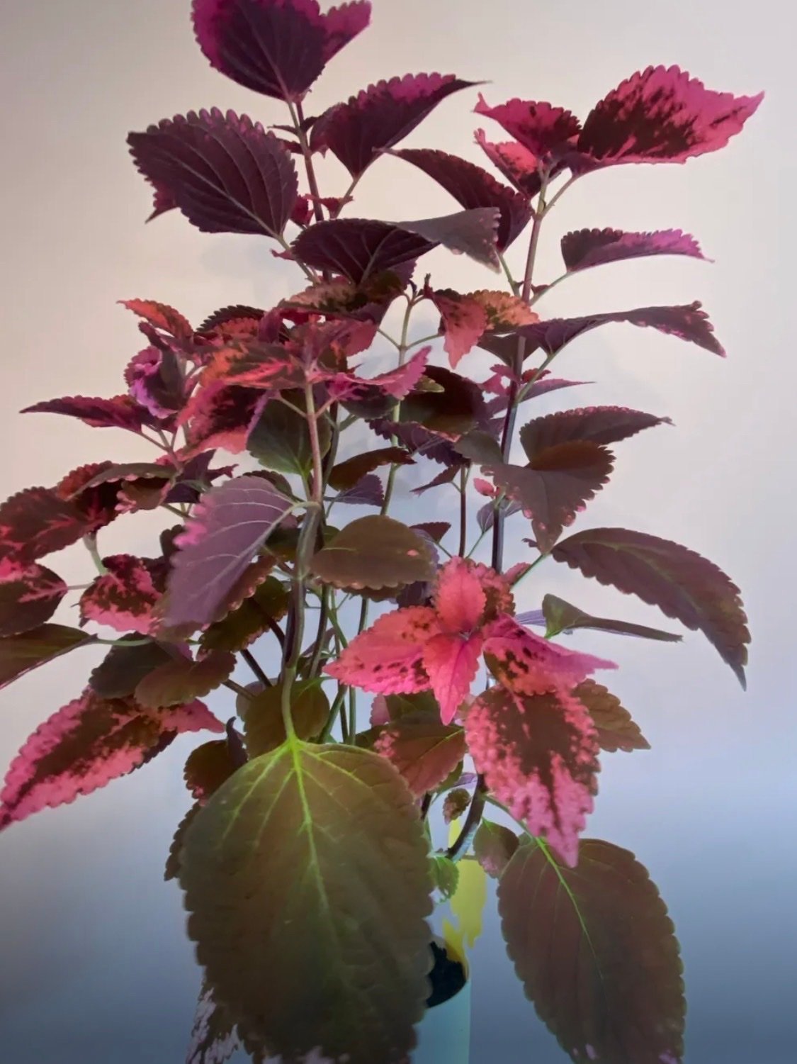 Palettblad planta i kruka, Haines, Coleus scute.. | Köp på Tradera ...
