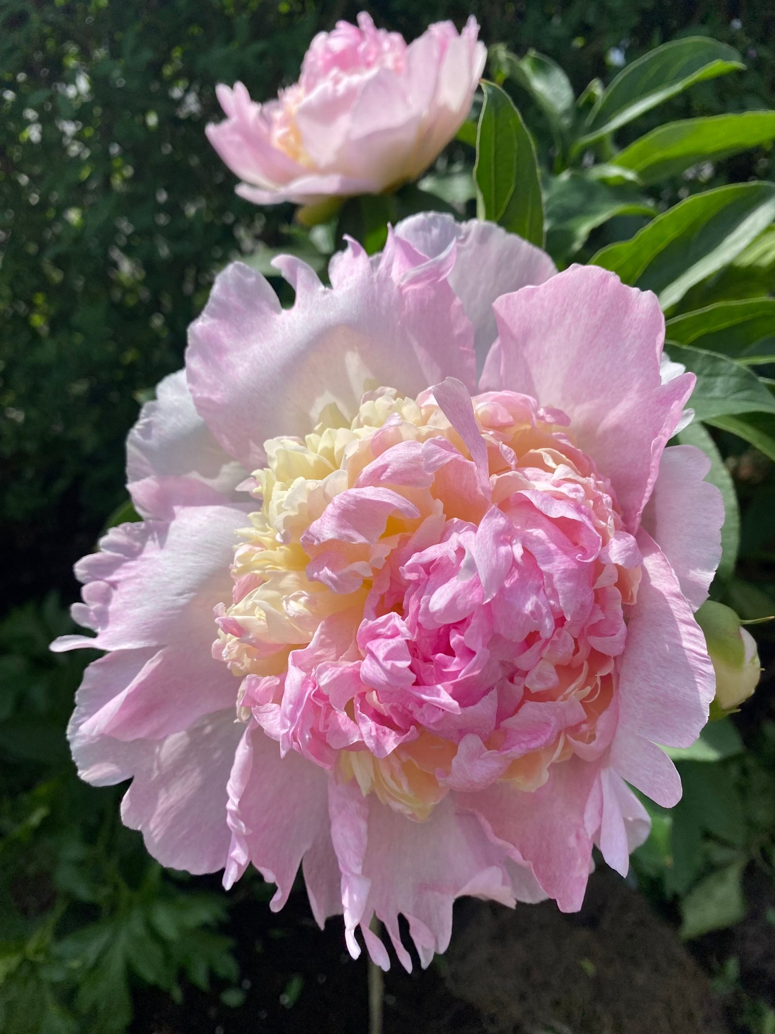Pion Paeonia Raspberry Sundae perenn | Köp på Tradera (691928066)