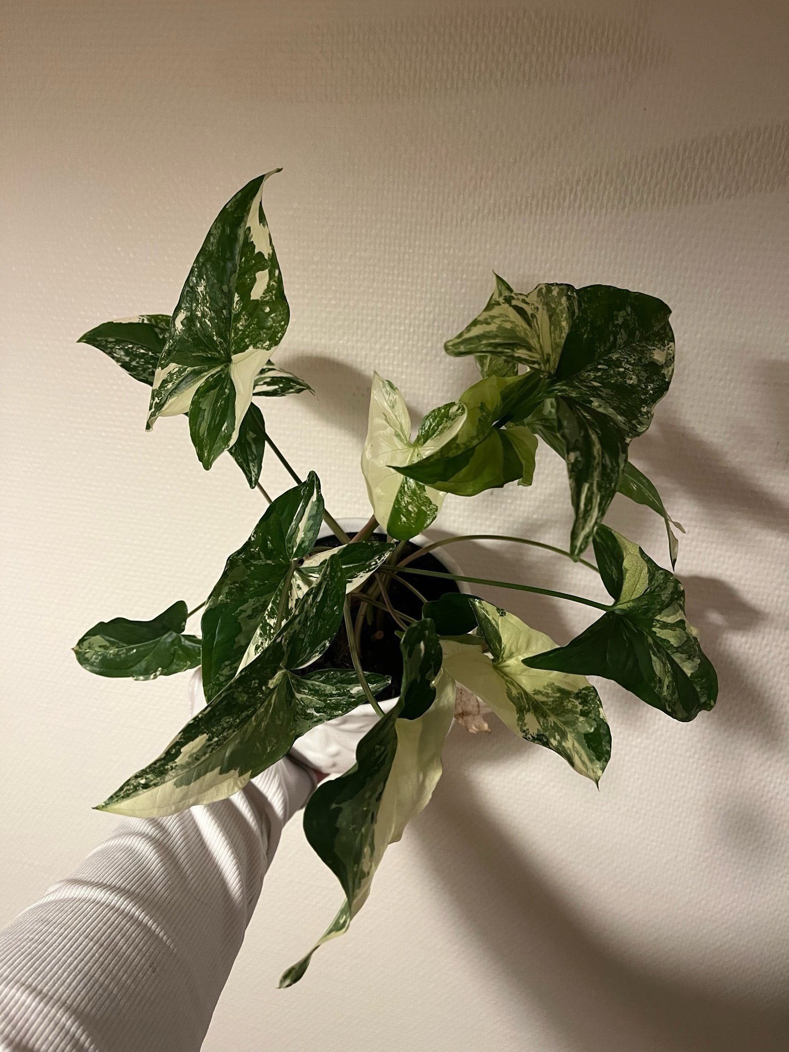 Se produkter som liknar Syngonium albo variegata stic.. på Tradera ...