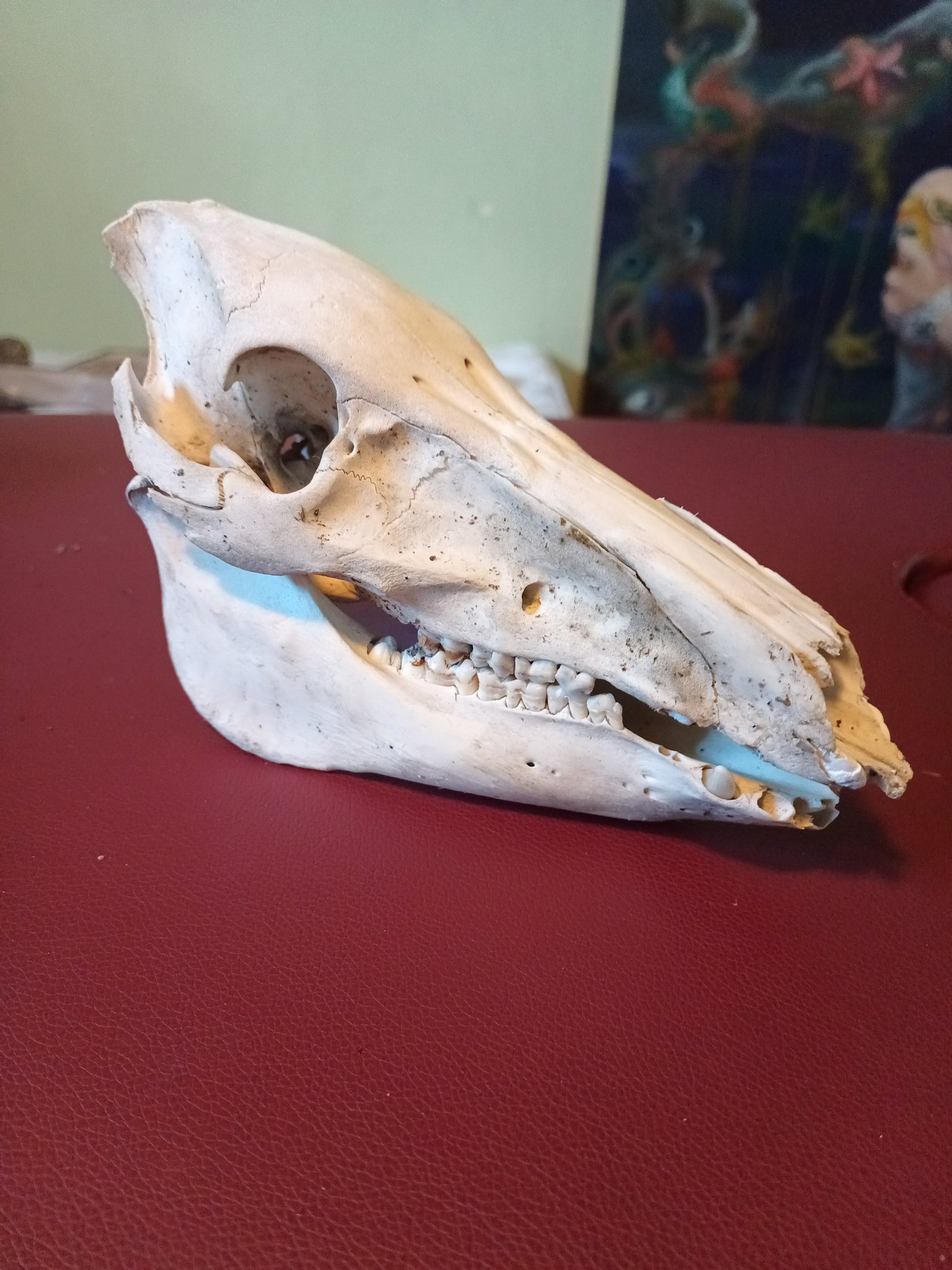 Se produkter som liknar Kranium Vildsvin Gris Skalle .. på Tradera ...