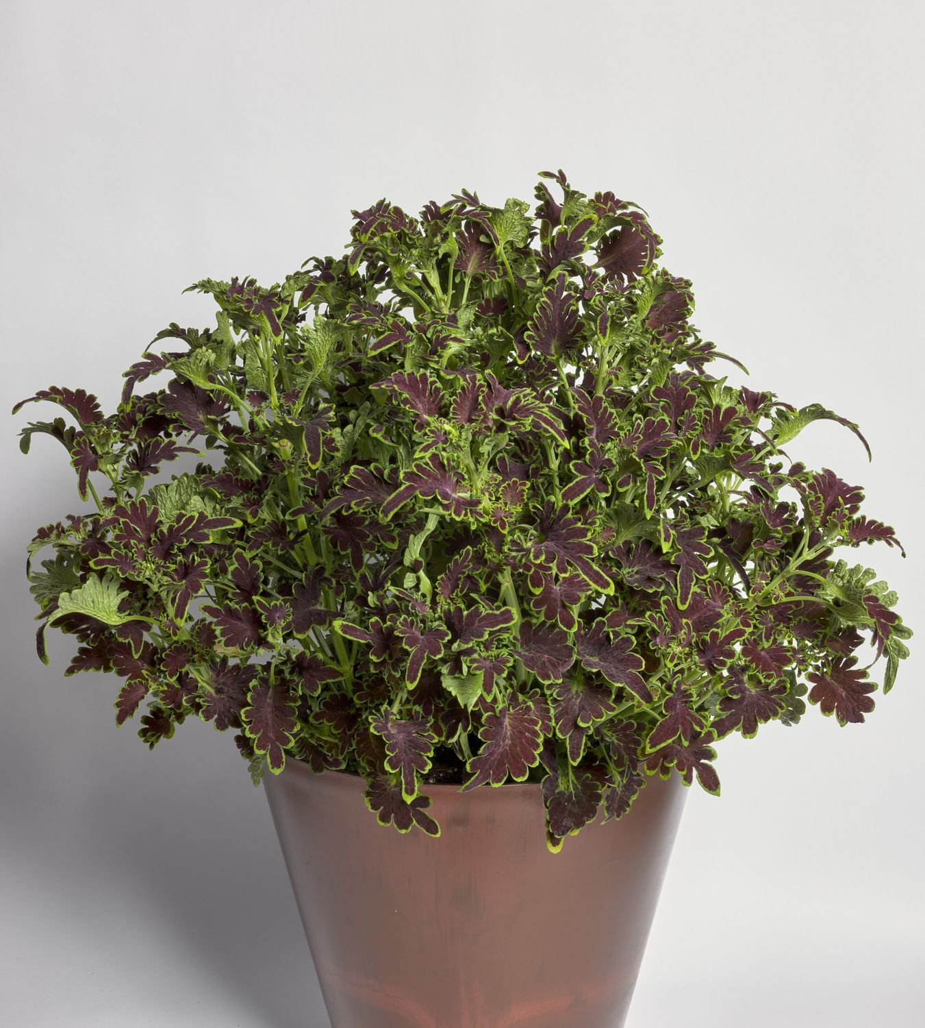 Palettblad "Colocha Chocolate G.. | Köp från ullabulla0 på Tradera ...