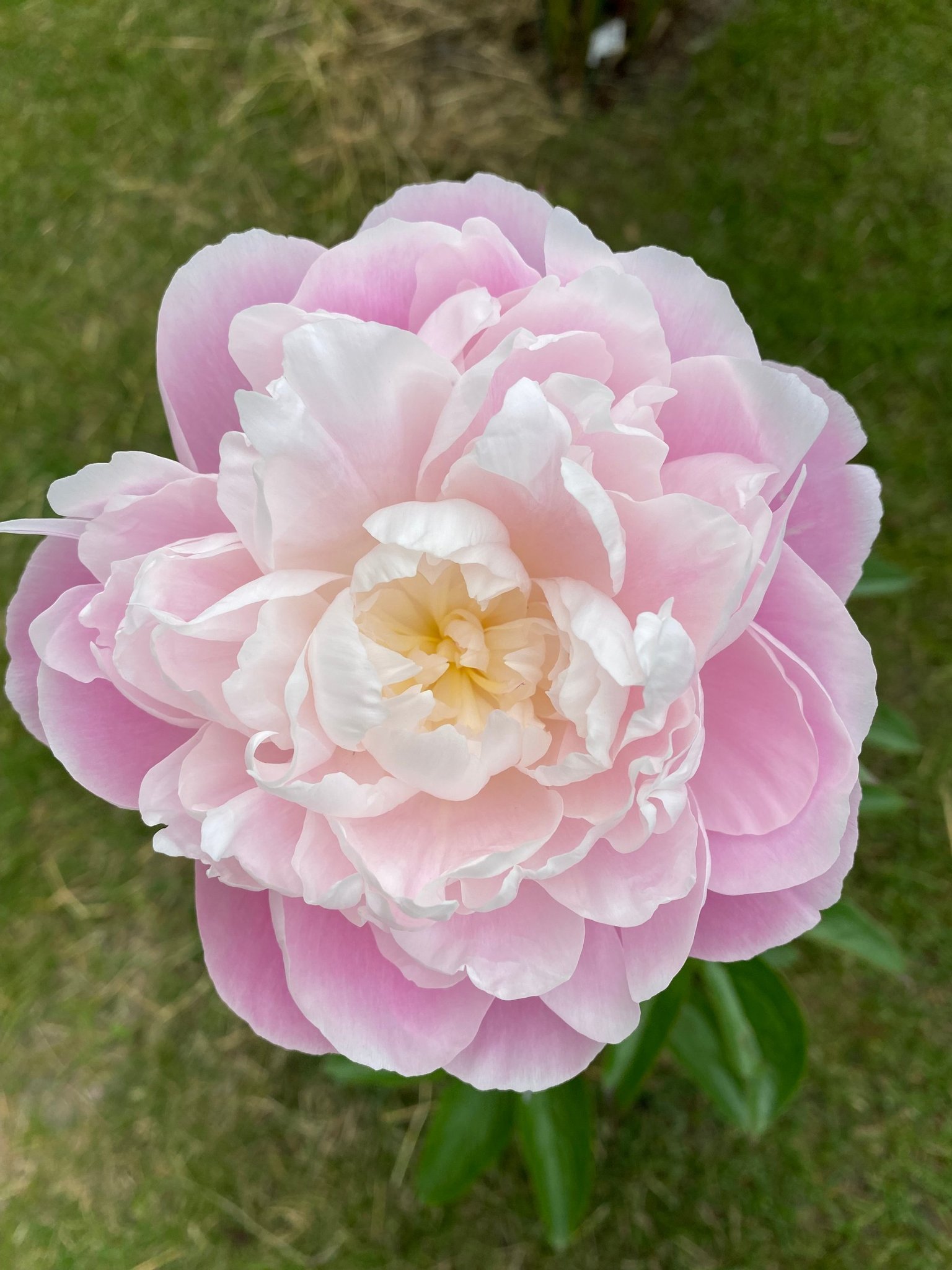 Paeonia Franklin D. Roosevelt pion planta | Köp på Tradera (711756428)