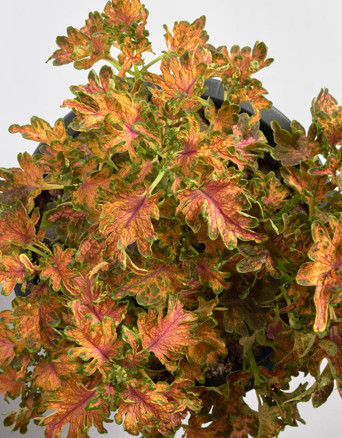 Palettblad "Colocha Scarlet" 10.. | Köp från ullabulla0 på Tradera ...