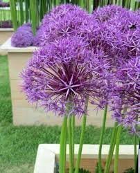 Allium Lökar 'Purple Sensation',5 lökar | Köp på Tradera (694841144)