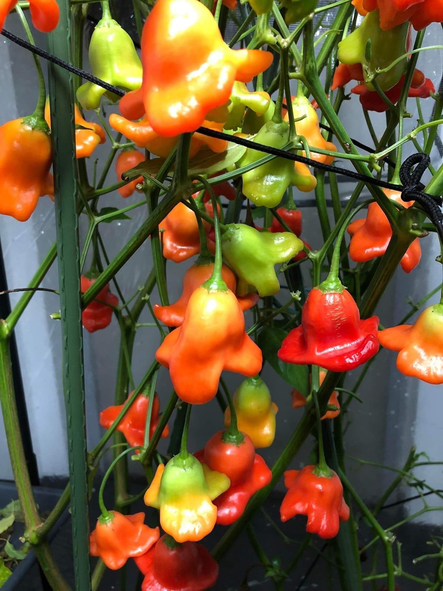 Se produkter som liknar Jamaicanska can Bell chili frön på Tradera ...