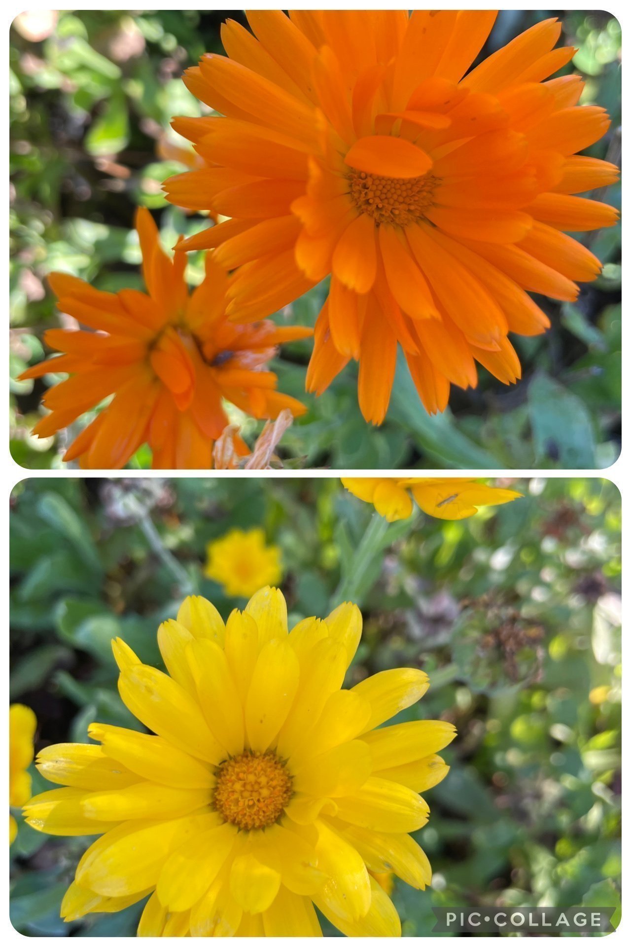 Ringblomma - orange och gul. Minst 30 frön. | Köp på Tradera (697497742)