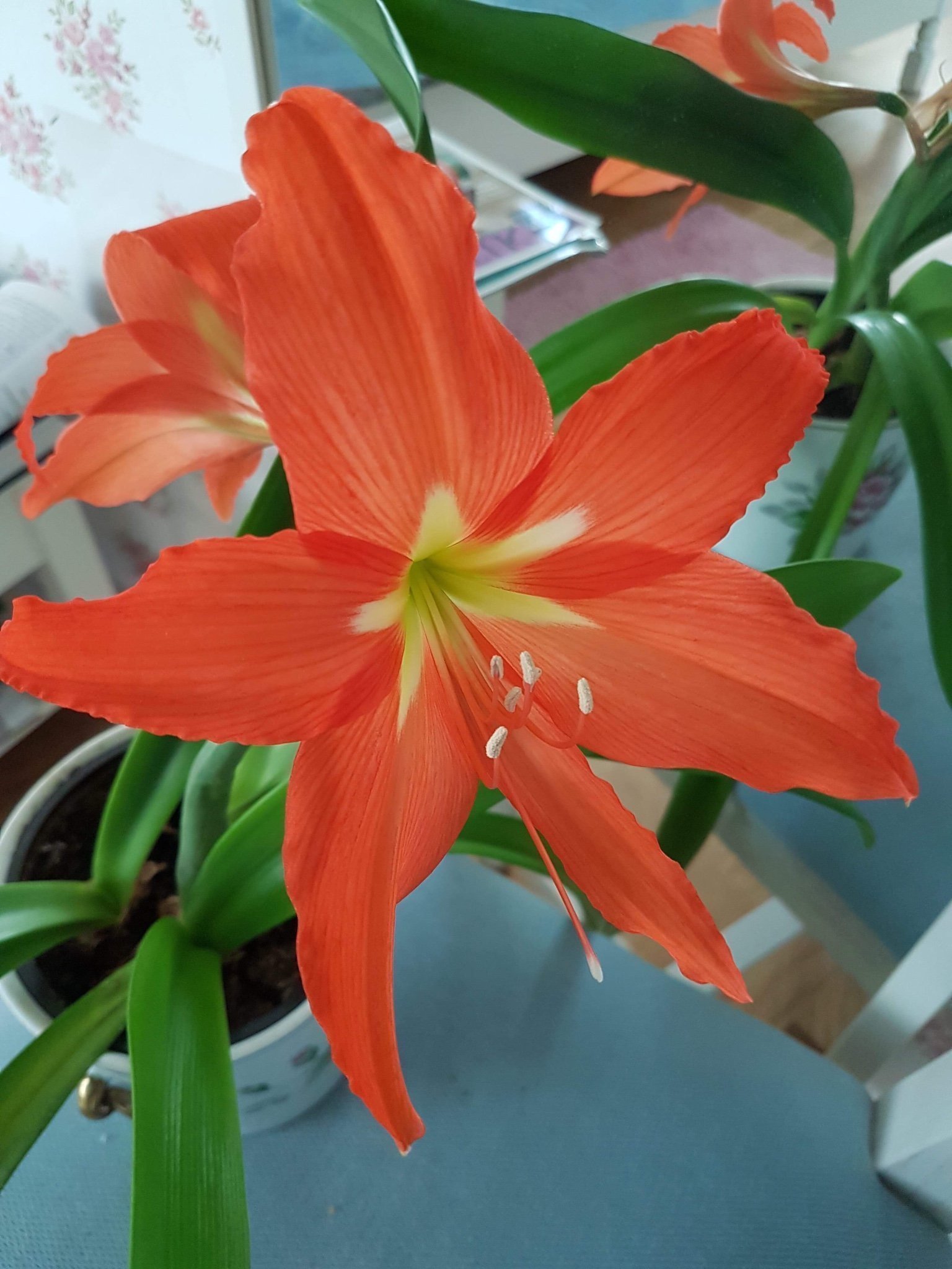 Se produkter som liknar ~ Äkta makar ~ Bondlilja ~ Gu.. på Tradera ...