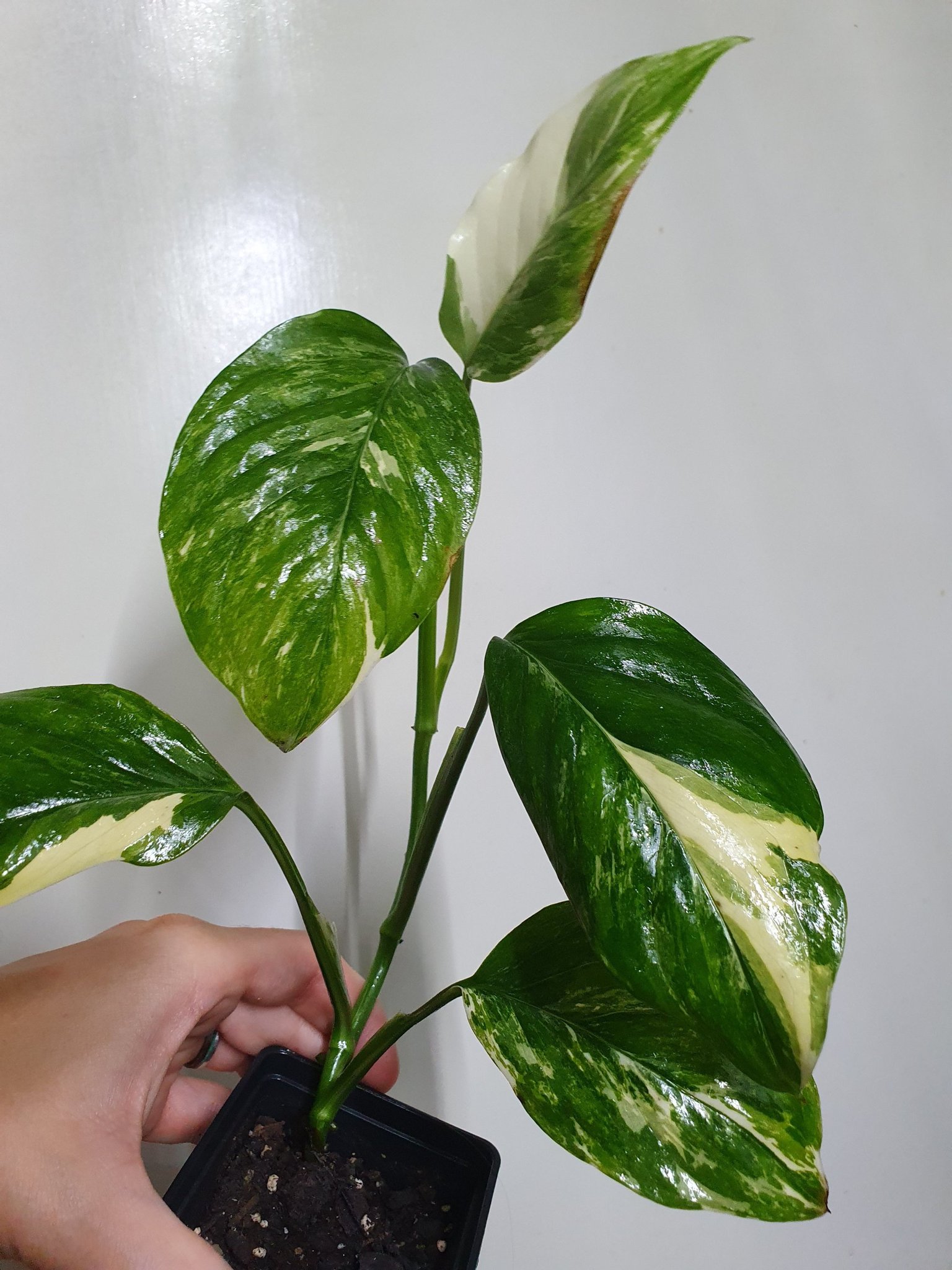 Se produkter som liknar Monstera Lechleriana Albo Var.. på Tradera ...