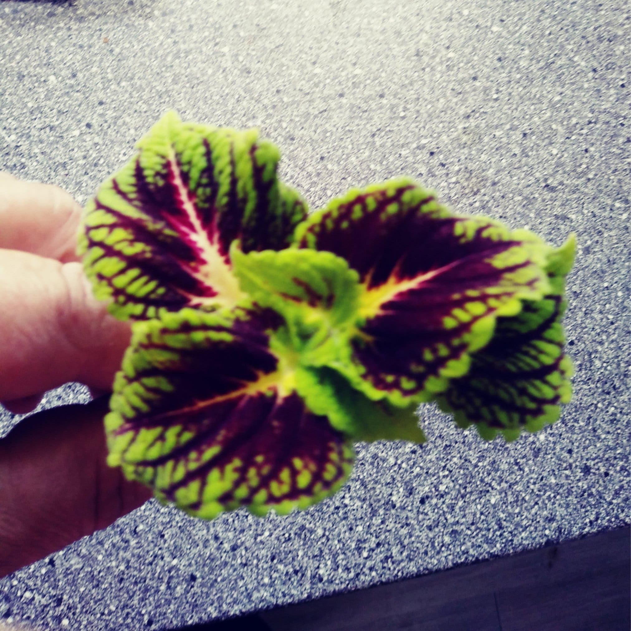 Palettblad Coleus 'Space Cake' Stickling | Köp på Tradera (646079529)
