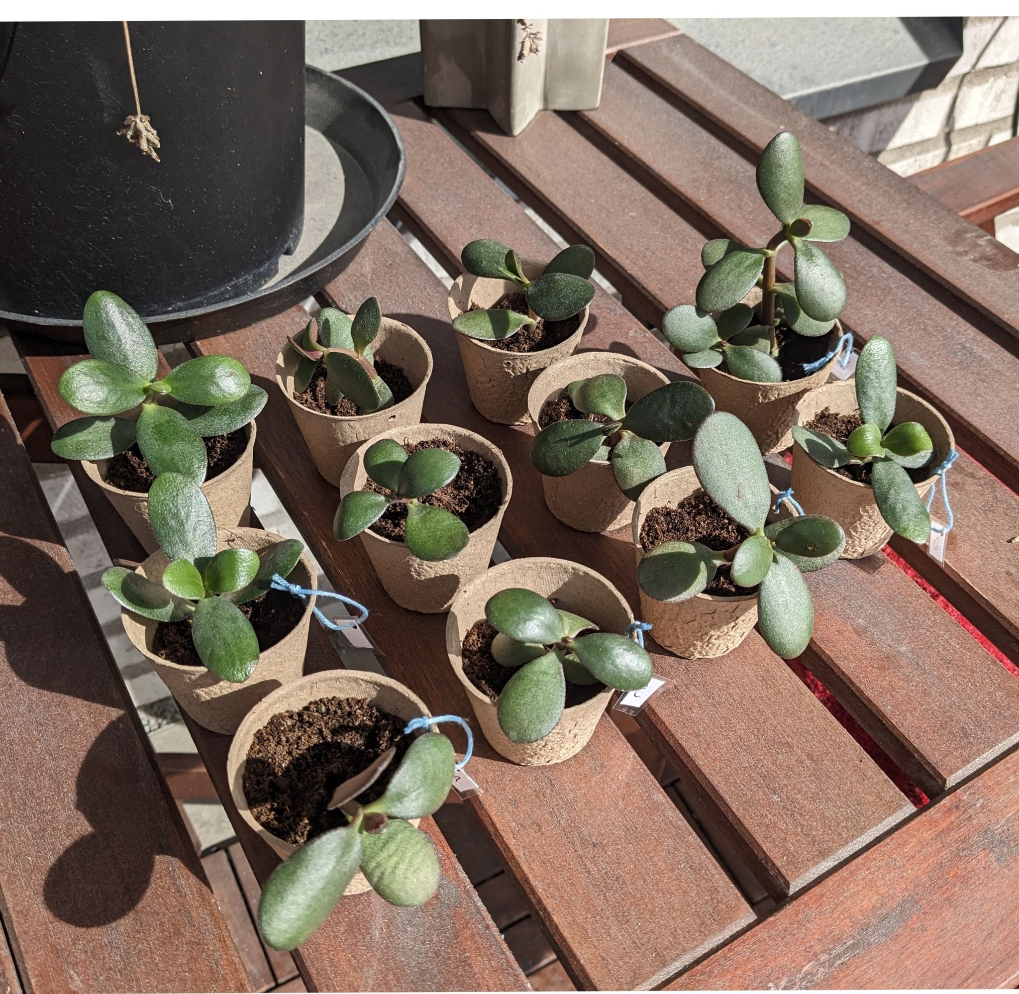 *Pickup/delivery in Uppsala* Baby jade plants, .. | Köp på Tradera ...