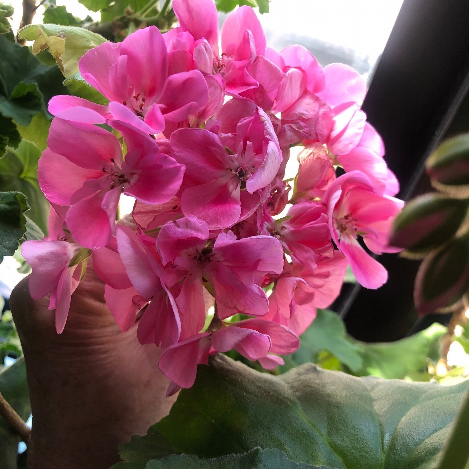 Se produkter som liknar Mormors pelargon rosa stickli.. på Tradera ...