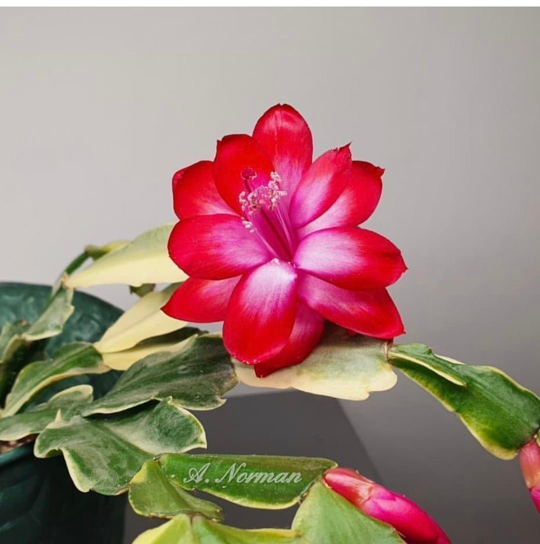 Noris Variegated - variegerad Schlumbergera. Ov.. | Köp på Tradera ...