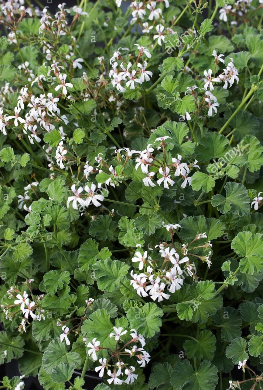 Pelargonium fragrans. Muskotpelargon Doftpelarg.. | Köp på Tradera ...