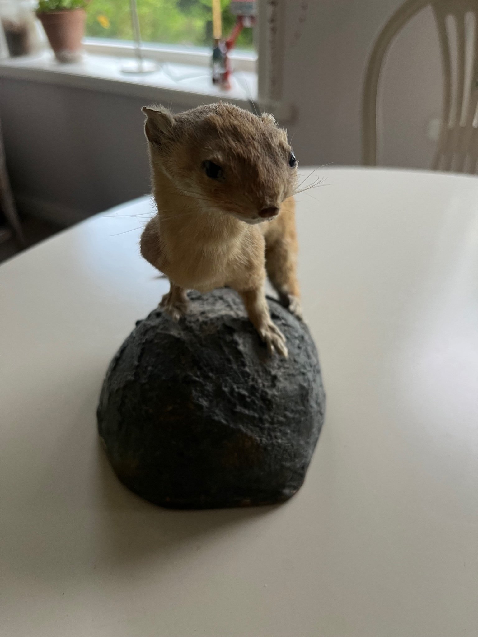 Se produkter som liknar Uppstoppad vessla på Tradera (694170059)