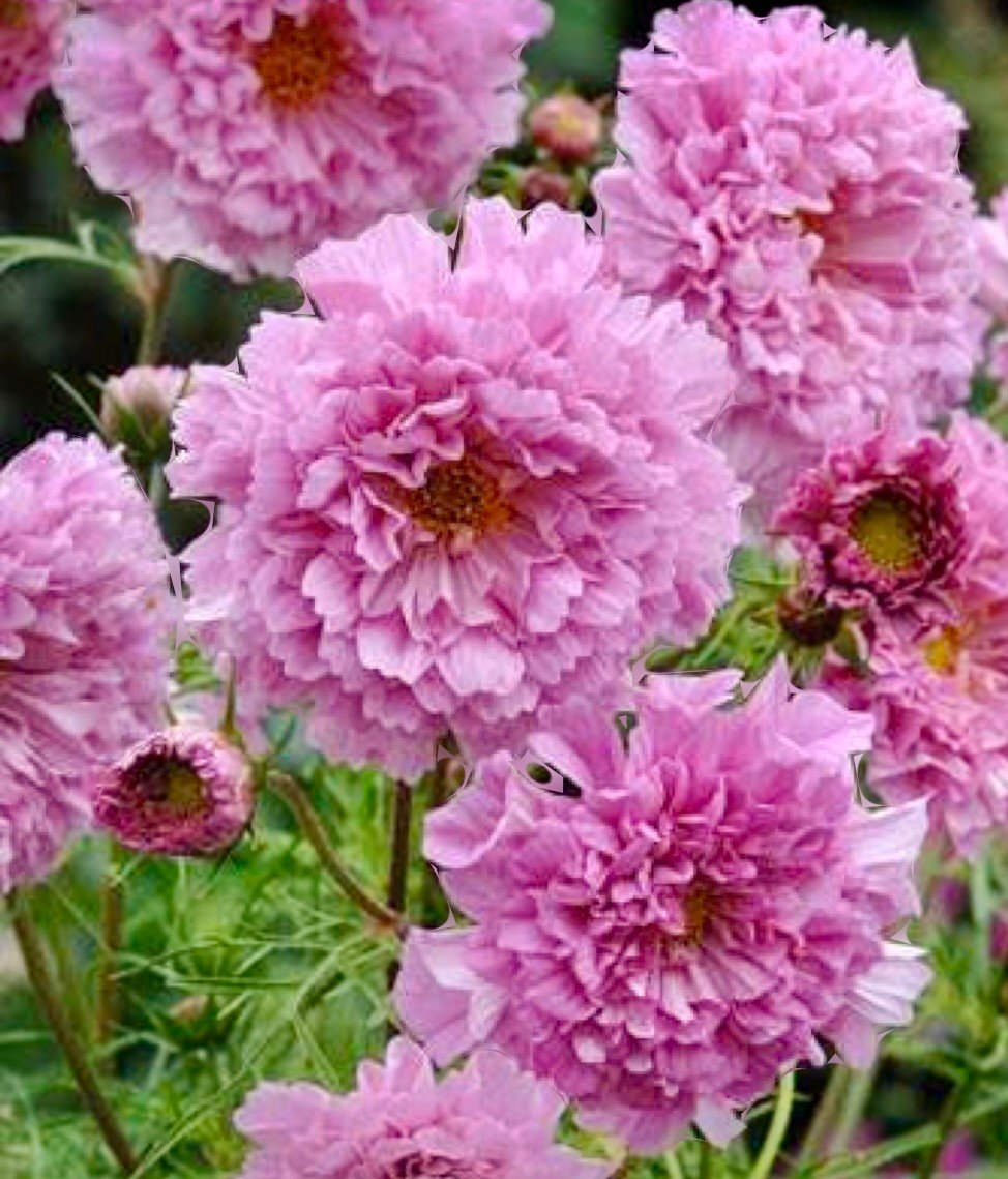 Rosenskära ’Double Dutch Rose’ | Köp från Frejasfröer på Tradera ...