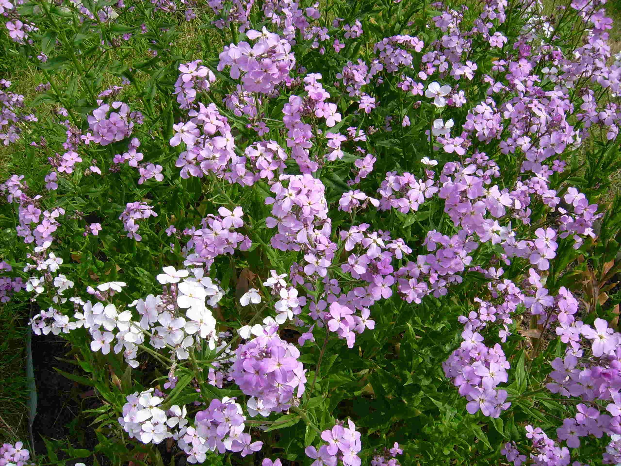 Se produkter som liknar Trädgårdsnattviol Lila Mix Do.. på Tradera ...