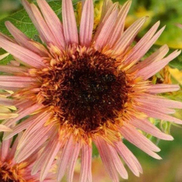 Astra Rose solros i vackert rosa 7 frön | Köp på Tradera (524760470)