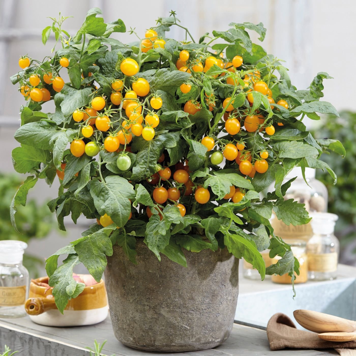 Se produkter som liknar Balconi Yellow (10 frön) på Tradera (710694760)