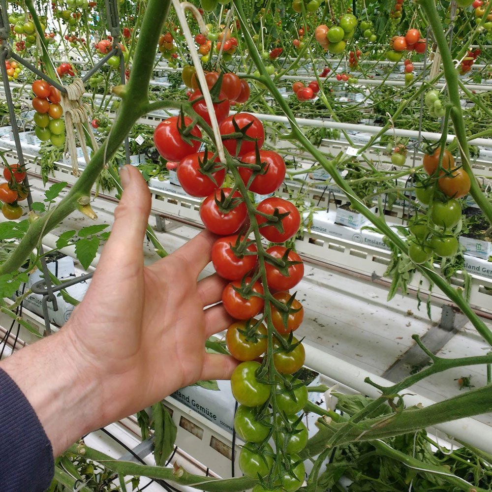 Tomat F1 Profi Frutti Cherry Re.. | Köp från ullabulla0 på Tradera ...