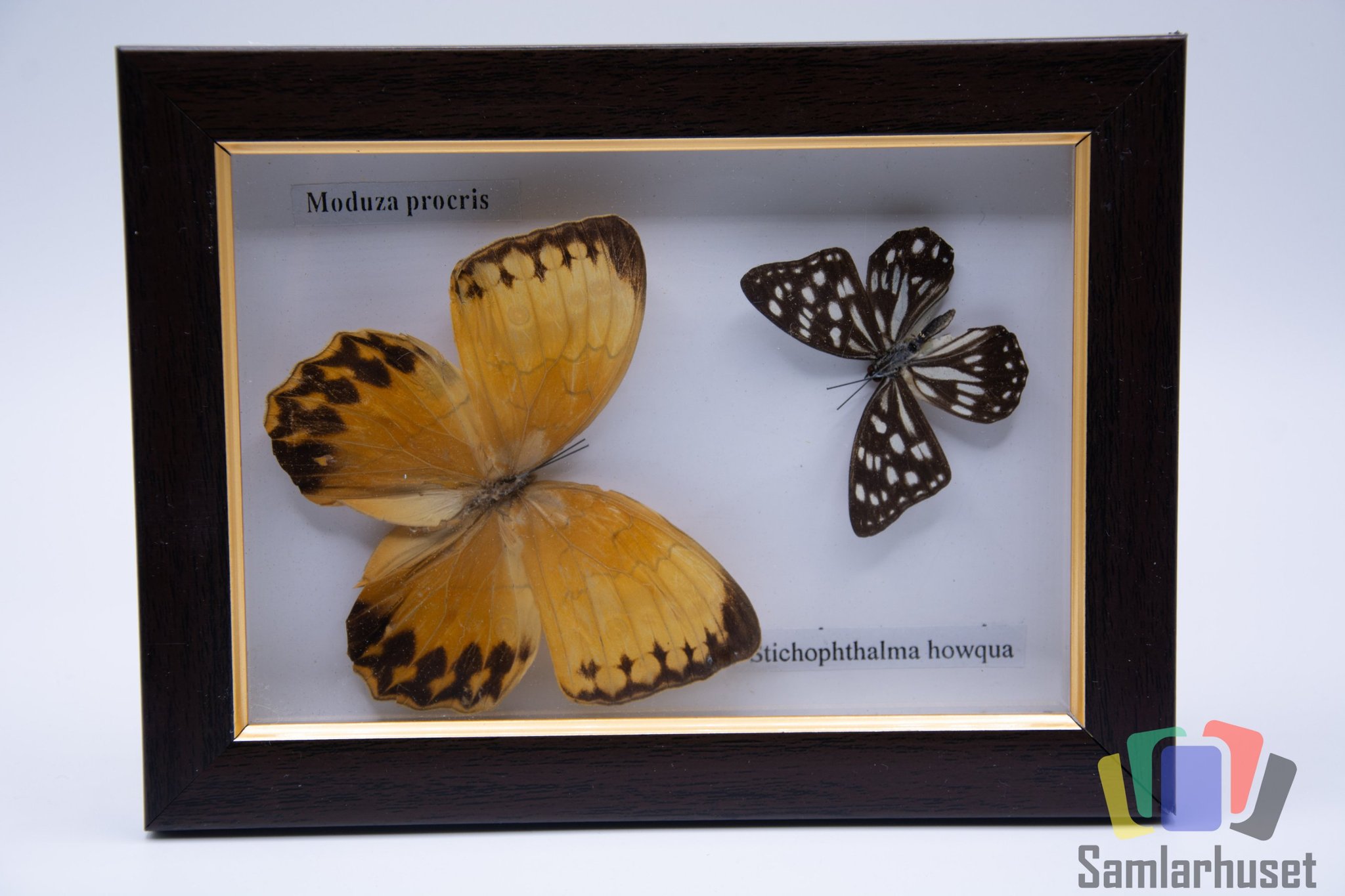 Tavla Fjärilar Uppstoppade -.. | Köp från SamlarhusetSE på Tradera ...