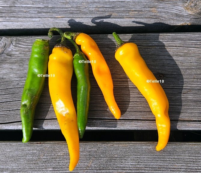 Killian saftig stark Chili 10 frö | Köp på Tradera (703026851)