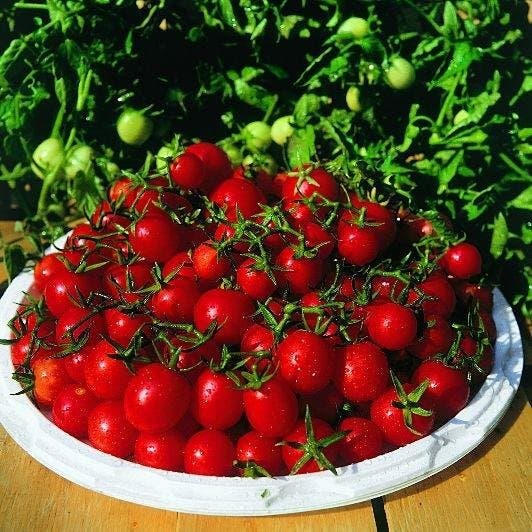 TOMAT 'Red Cherry' körsbärstomat. | Köp på Tradera (248356498)