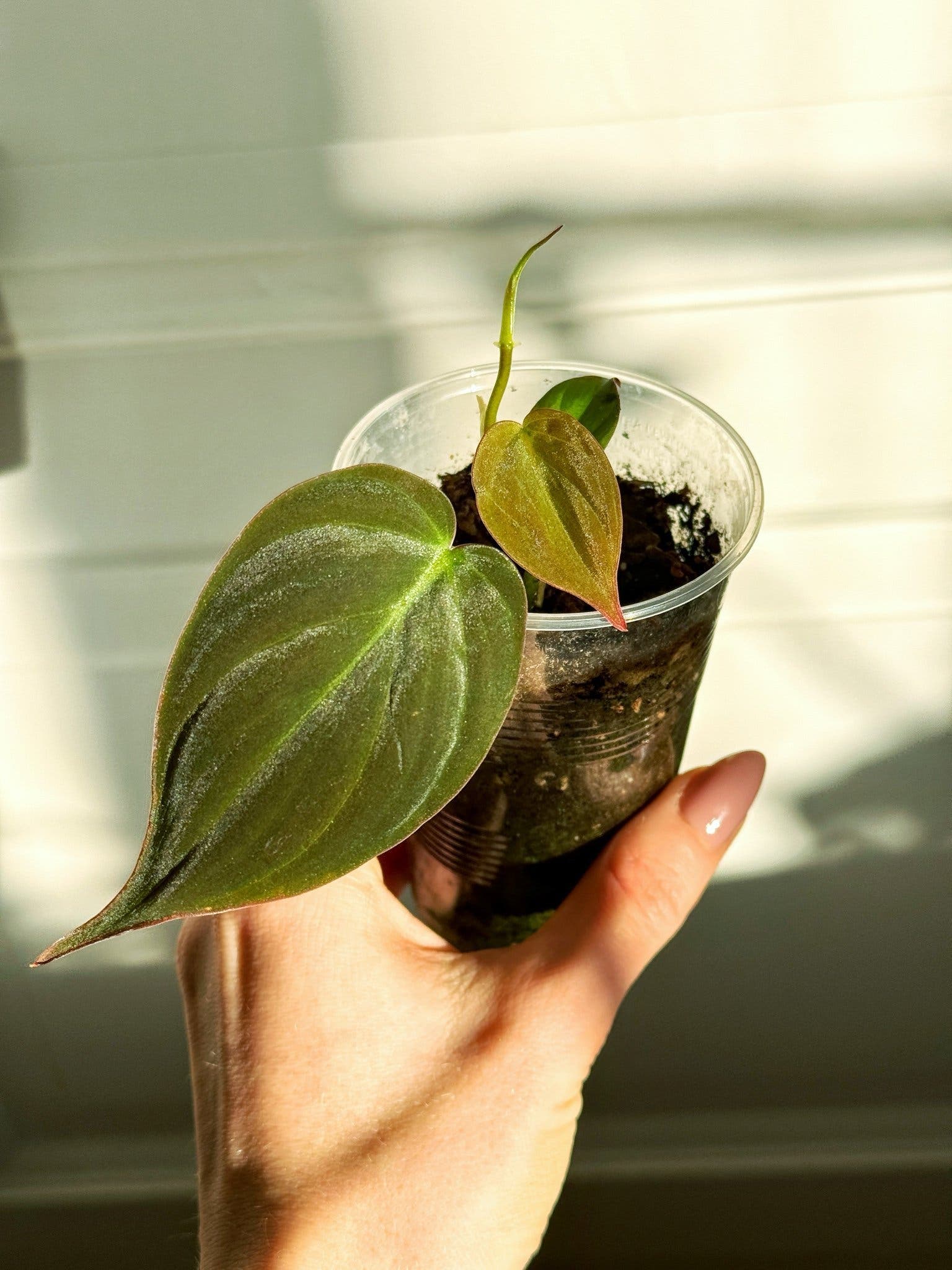 Philodendron “ MICANS " Liten planta (Pothos, g.. | Köp på Tradera ...