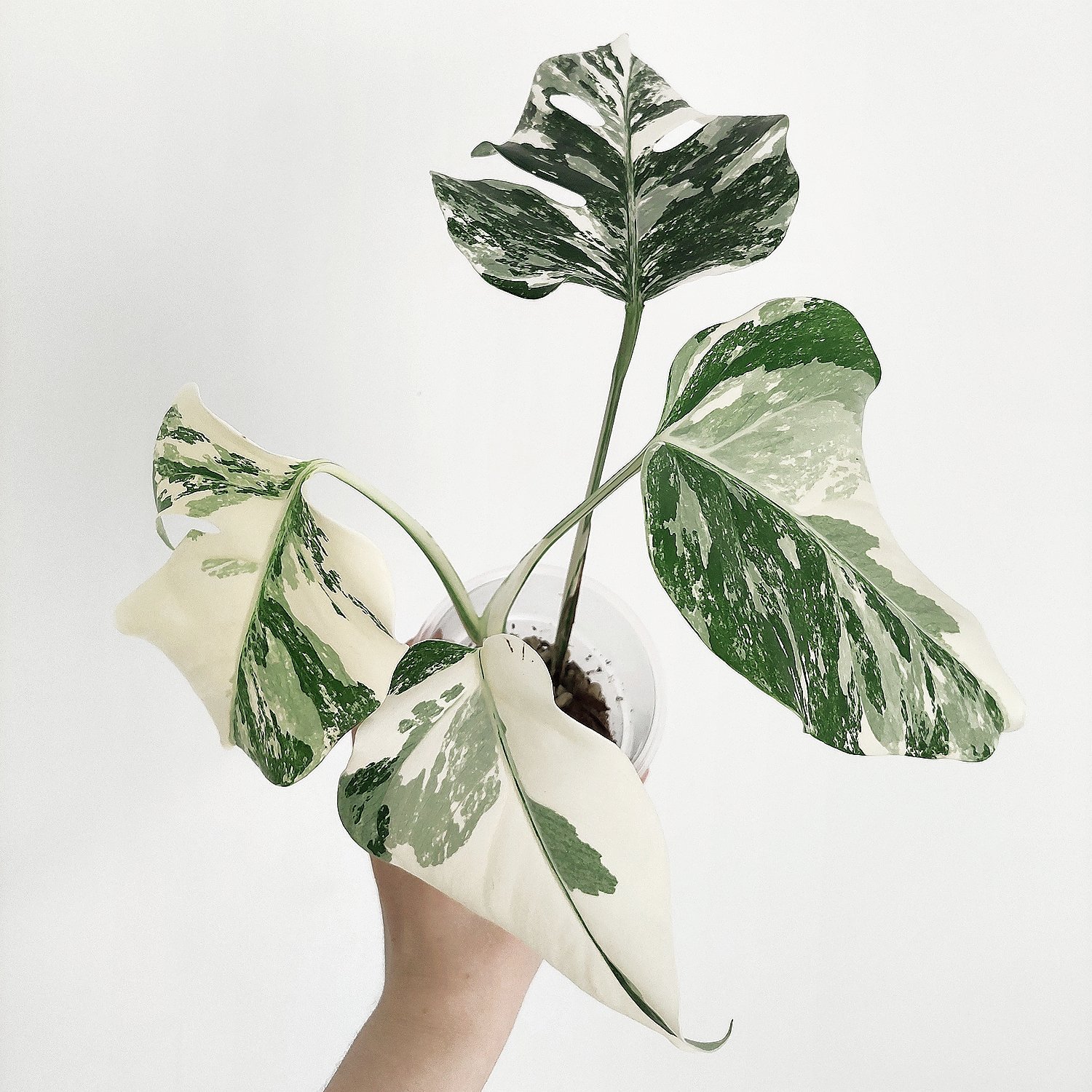 Se produkter som liknar Monstera Albo variegata small.. på Tradera ...