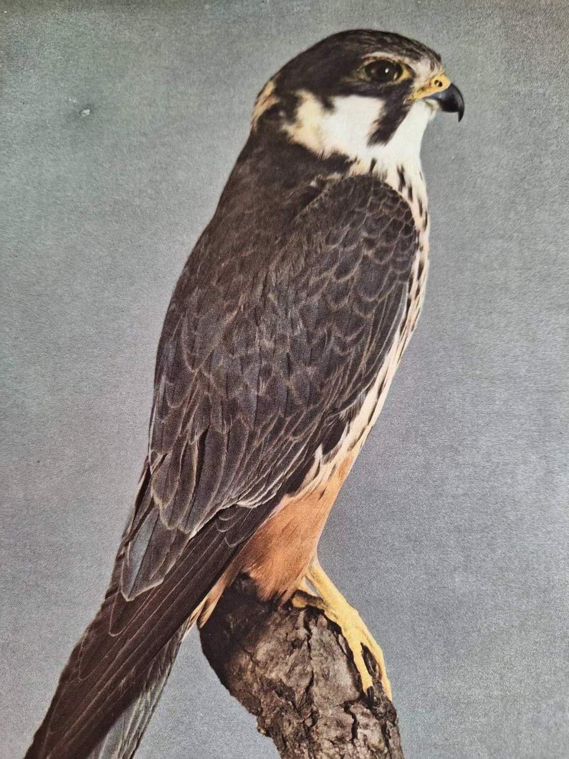 Äldre Foto Lärkfalk Fotografi Falk.. | Köp från BBjörn2 på Tradera ...