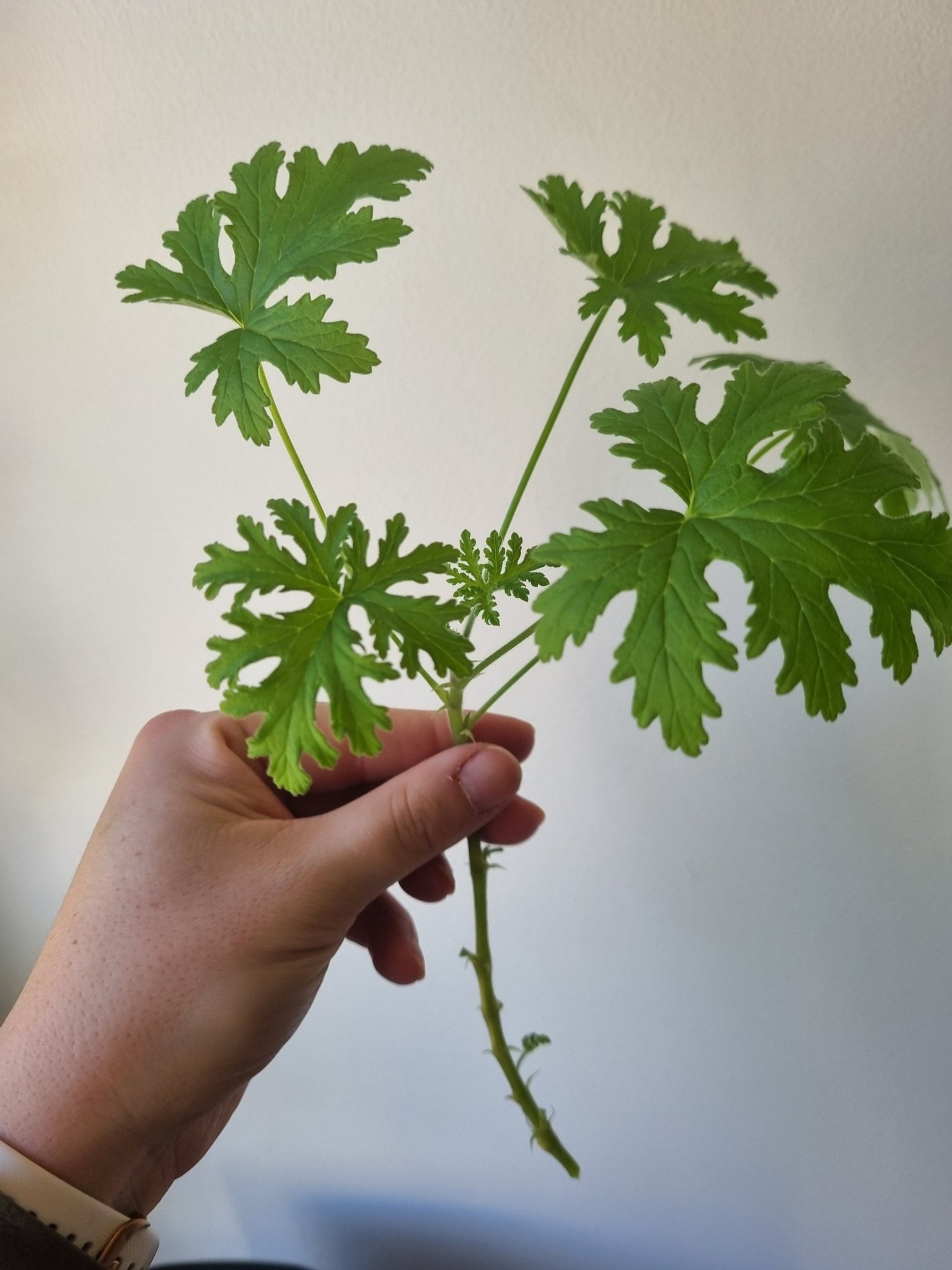 Se produkter som liknar Stickling Dr Westerlund ][ Pe.. på Tradera ...