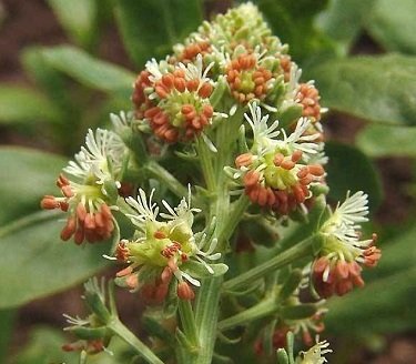 Reseda odorata 'Mignonette' - Luktreseda | Köp på Tradera (378027815)