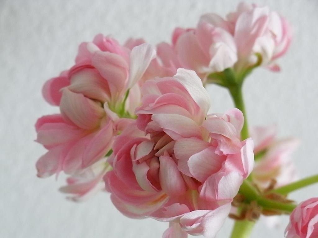 Rotad Stickling av Pelargonen Norrland, Tierpsp.. | Köp på Tradera ...