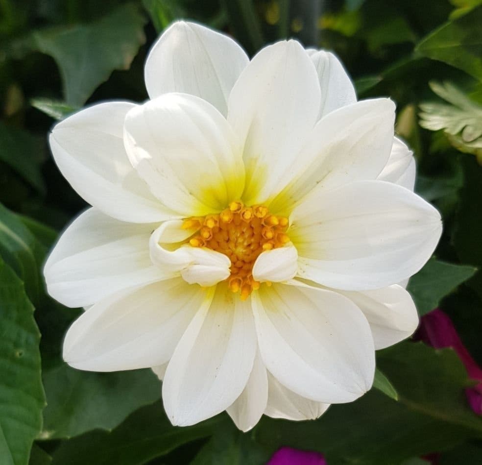 Se produkter som liknar Dahlia vit på Tradera (666221560)
