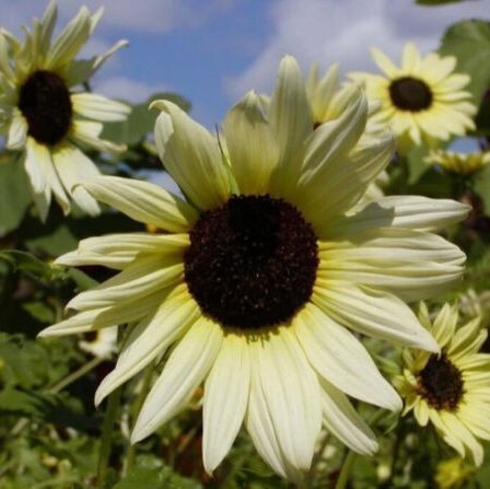 Solros Ice Cream | Köp på Tradera (632731233)