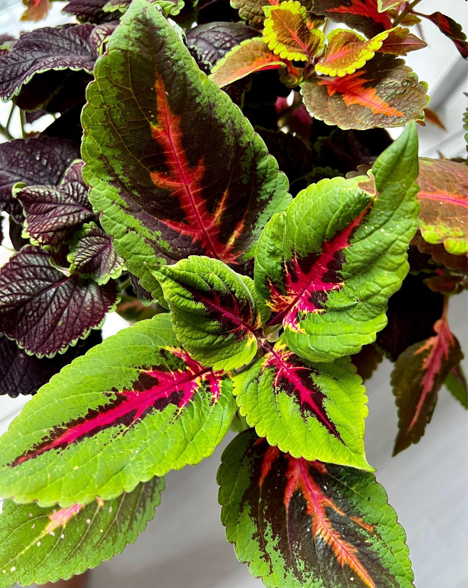 Palettblad Palettblad Coleus blumei Main Street.. | Köp på Tradera ...