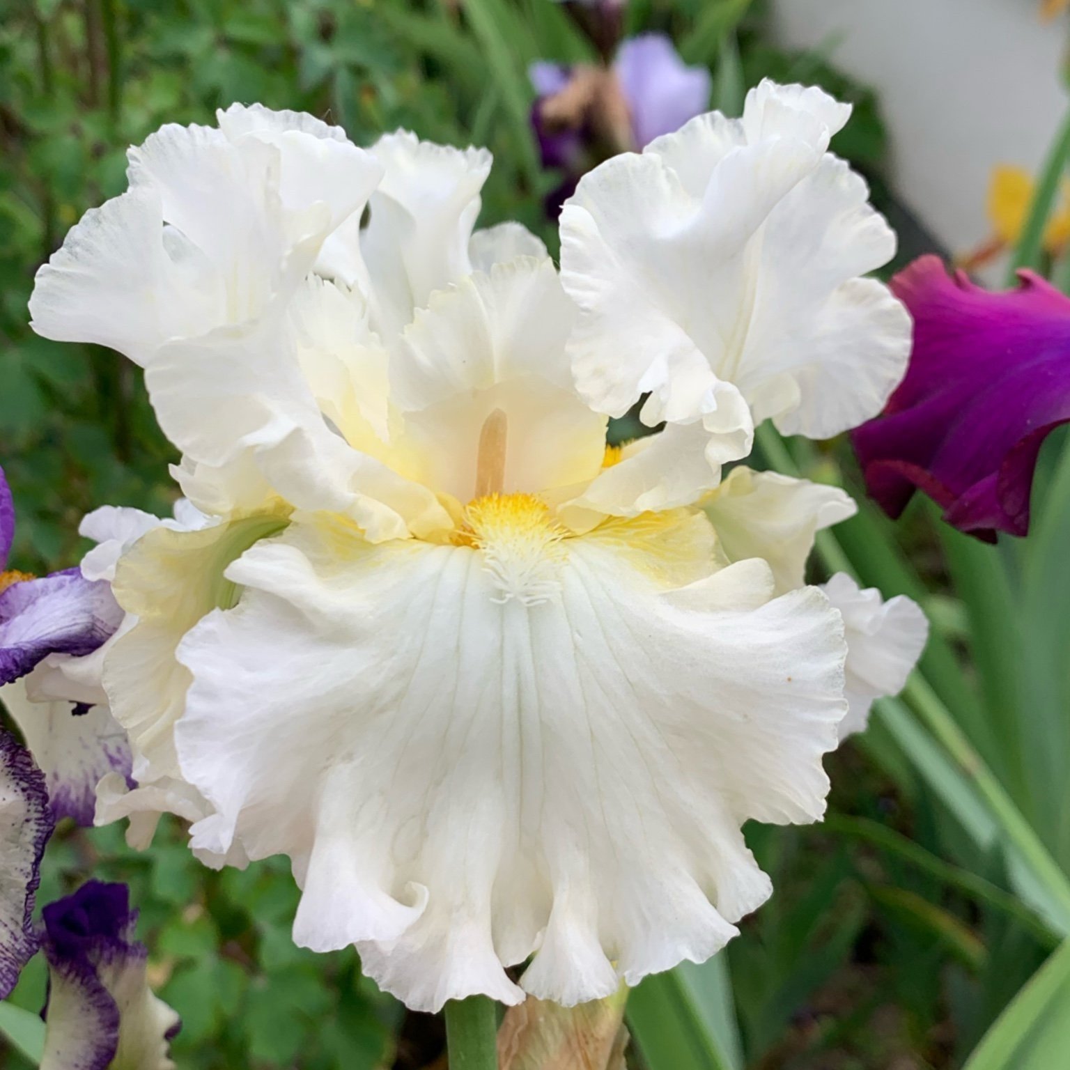 Se produkter som liknar Iris Elizabeth Poldark på Tradera (635715337)