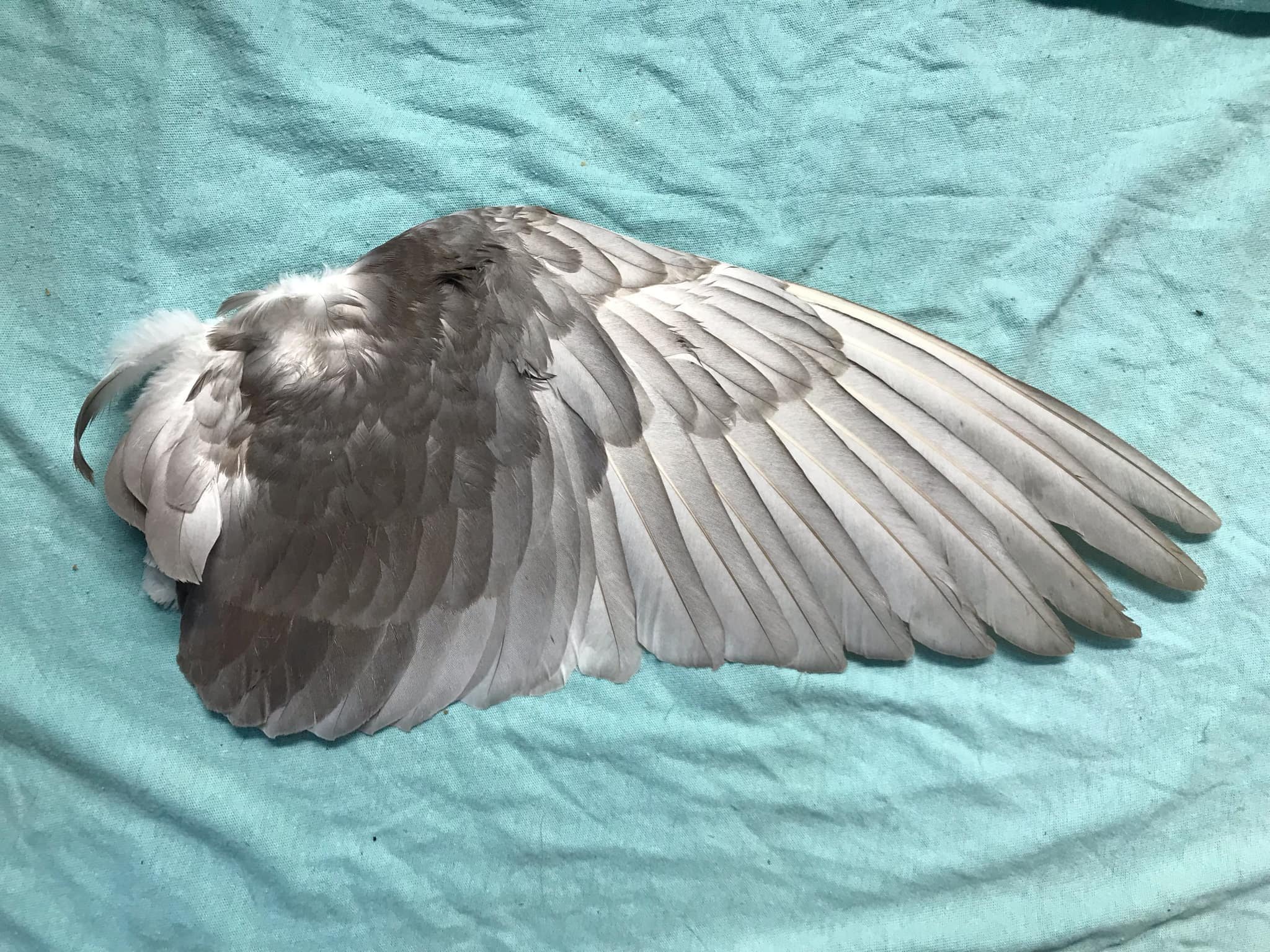 Vinge från Duva - Ask-Grå | Köp på Tradera (702150080)