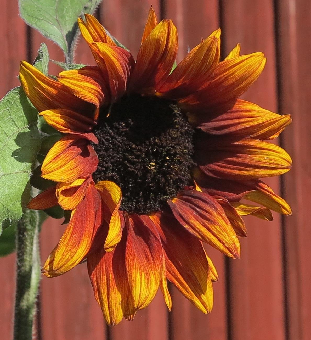 Solros - Velvet Queen - | Köp på Tradera (711098971)